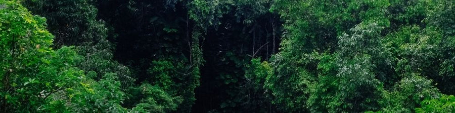 Herbivore x Abbode Collection